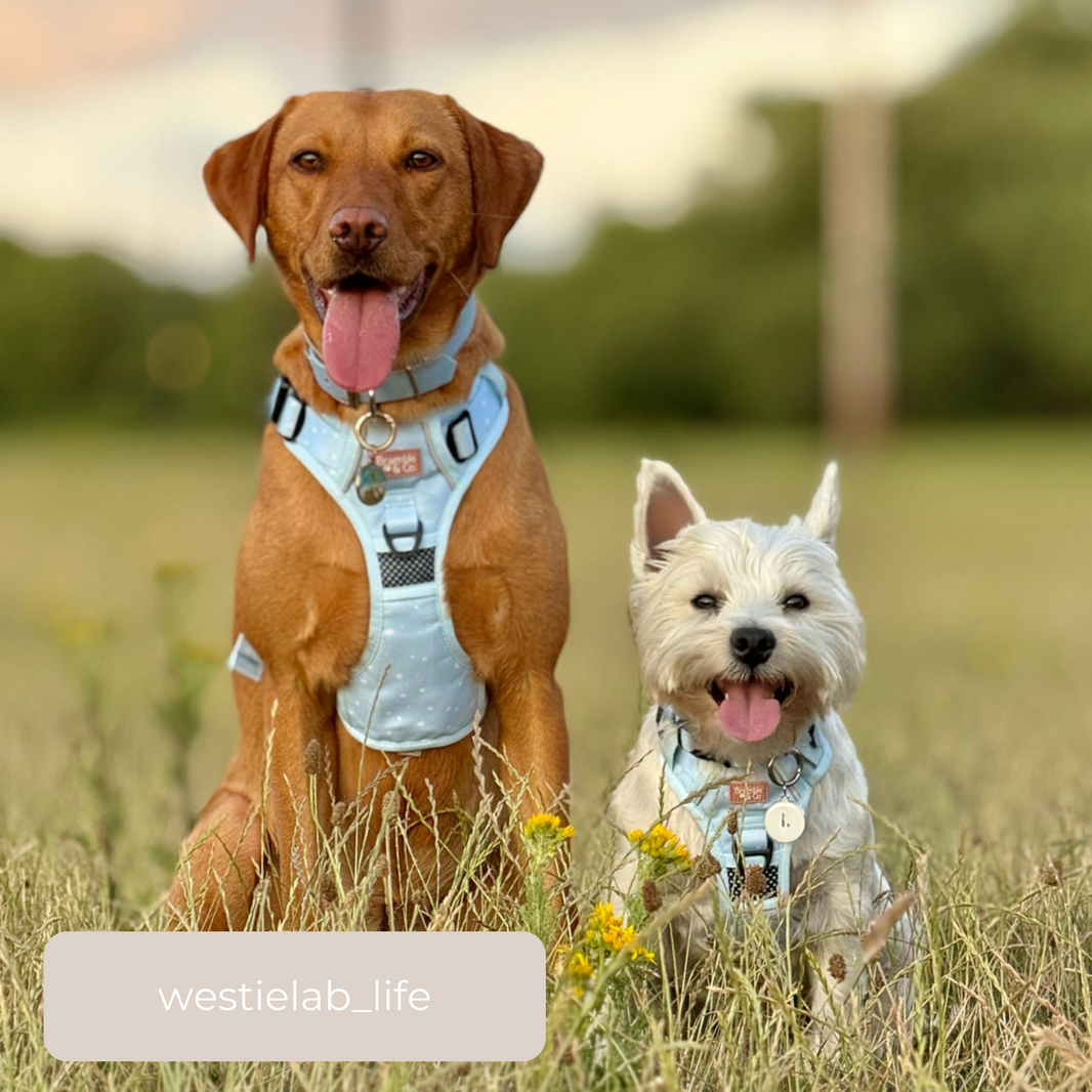 3-Point Adjustable Harnesses – Bramble and co