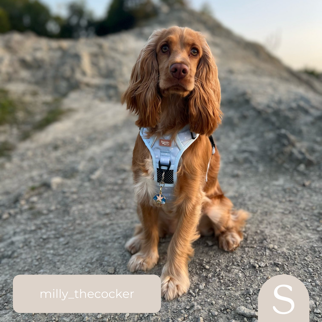 3-Point Adjustable Harnesses – Bramble and co