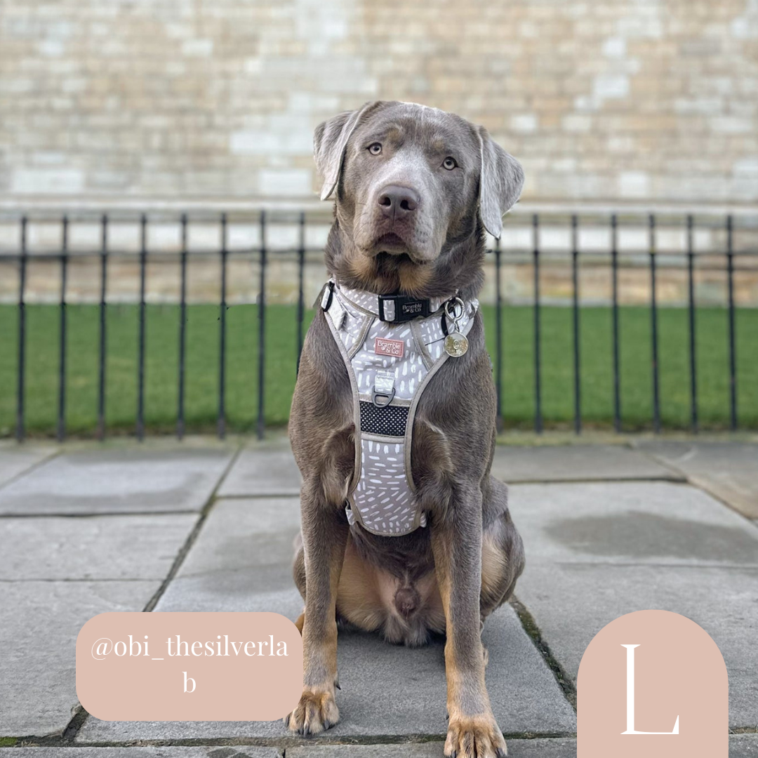 3-Point Adjustable Harnesses – Bramble and co