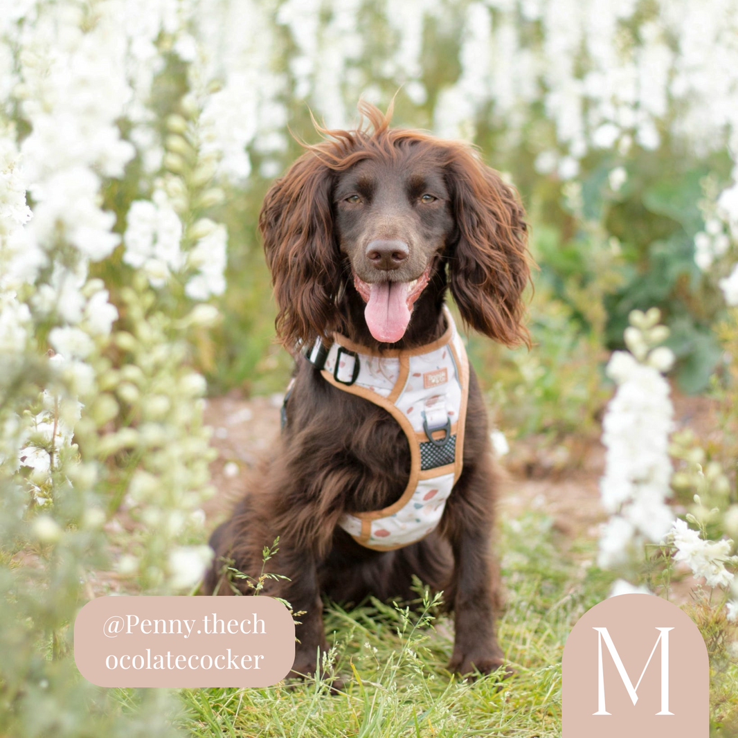 3-Point Adjustable Harnesses – Bramble and co