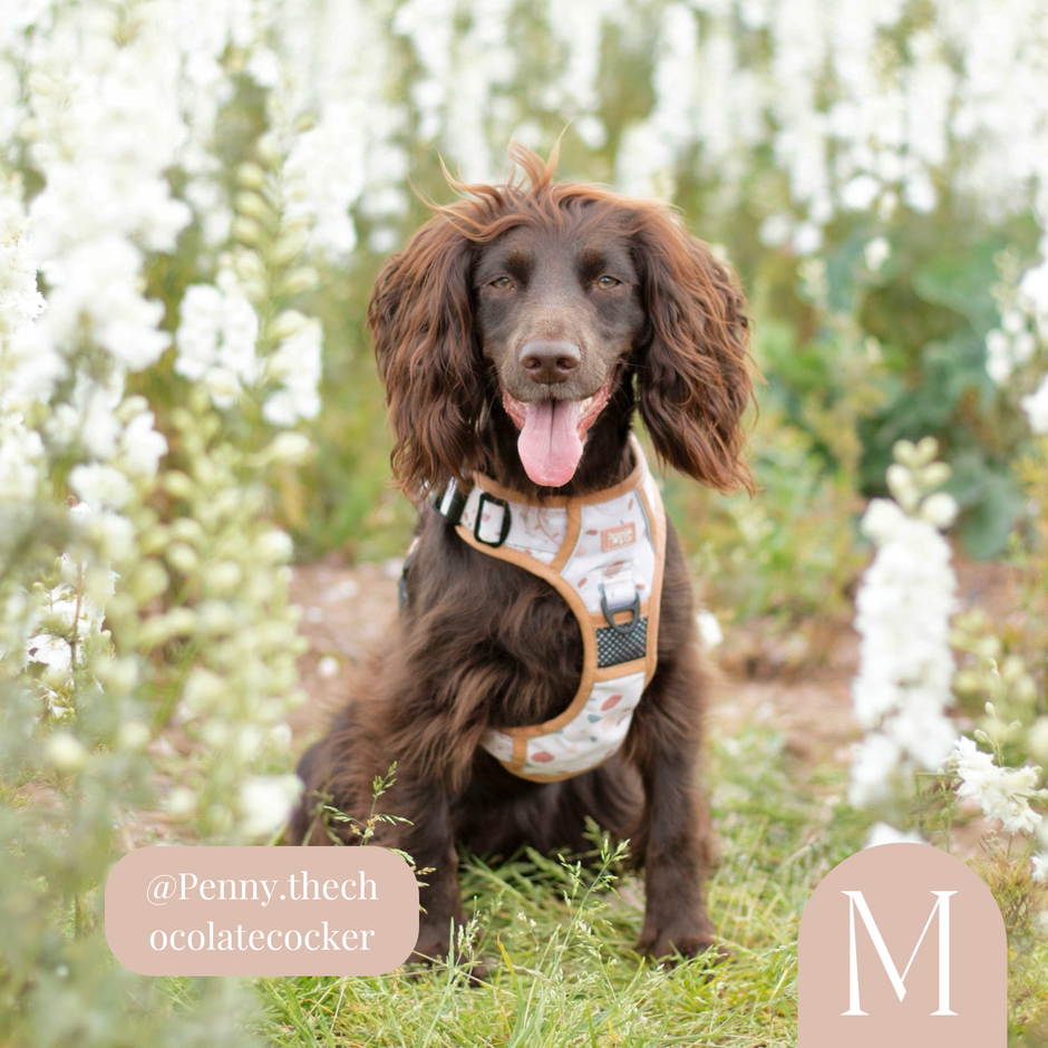 3-Point Adjustable Harnesses – Bramble and co