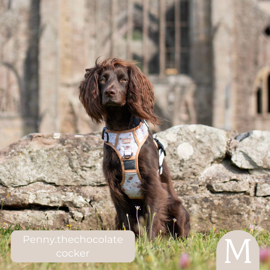 3-Point Adjustable Harnesses – Bramble and co