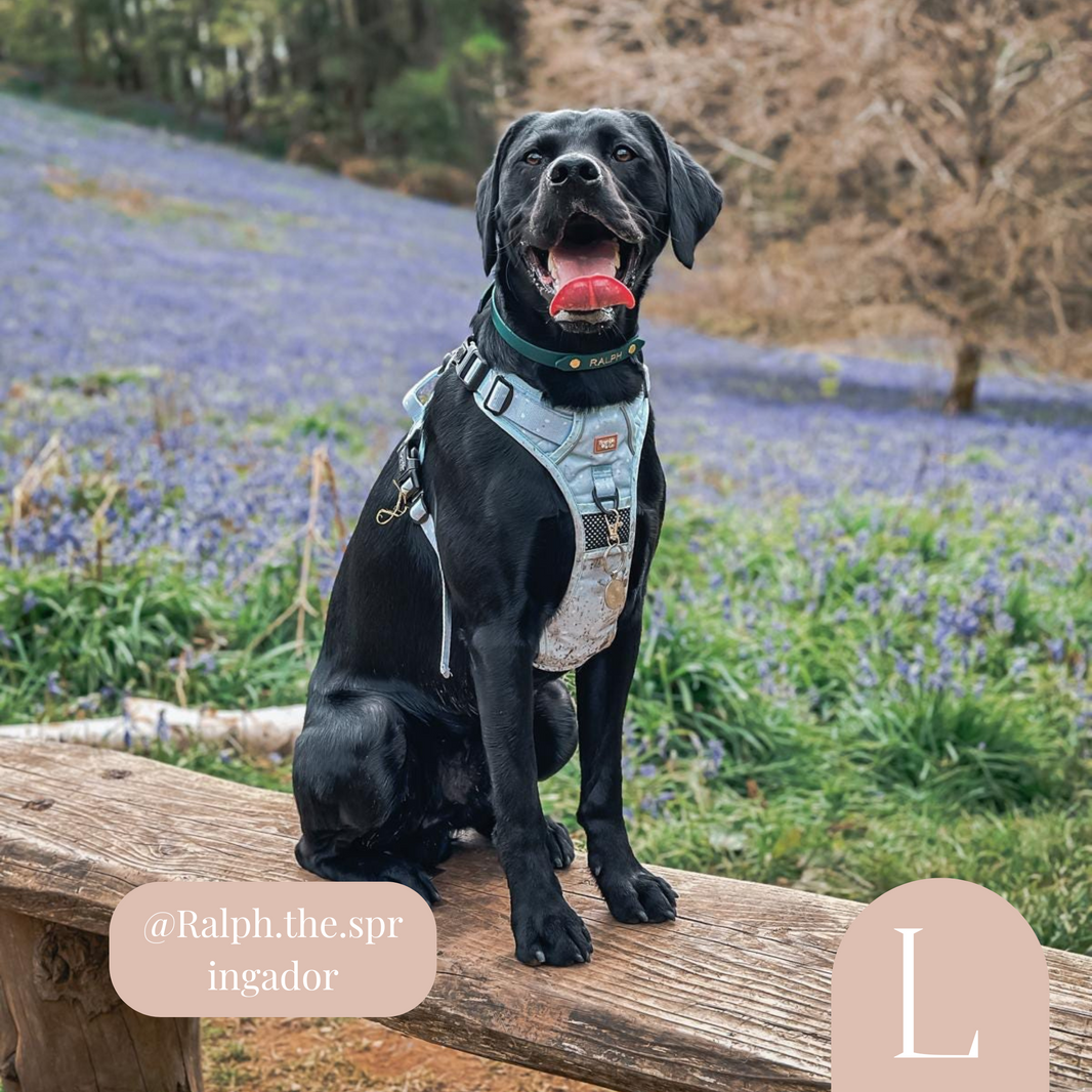 3-Point Adjustable Harnesses – Bramble and co