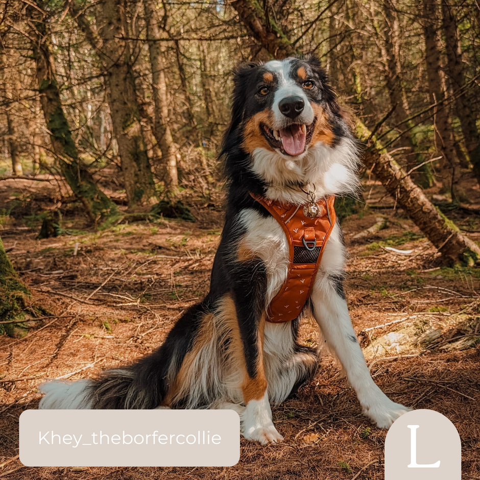 3-Point Adjustable Harnesses – Bramble and co