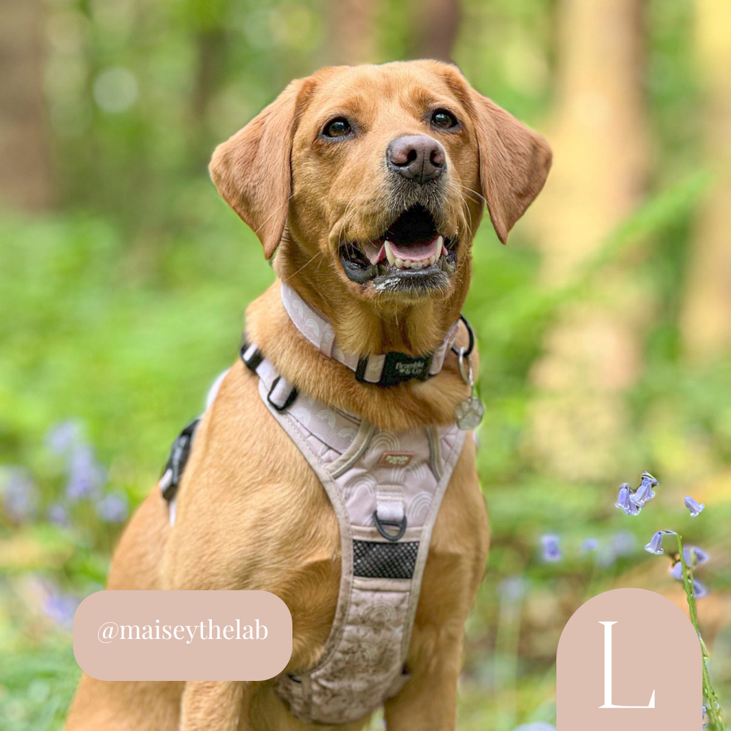 3-Point Adjustable Harnesses – Bramble and co