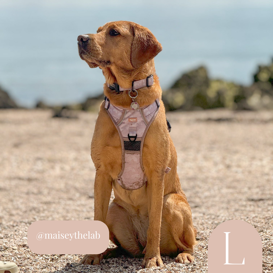 3-Point Adjustable Harnesses – Bramble and co